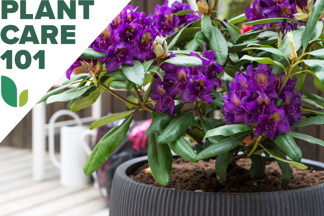 How to Grow Rhododendron in Your Home Landscape