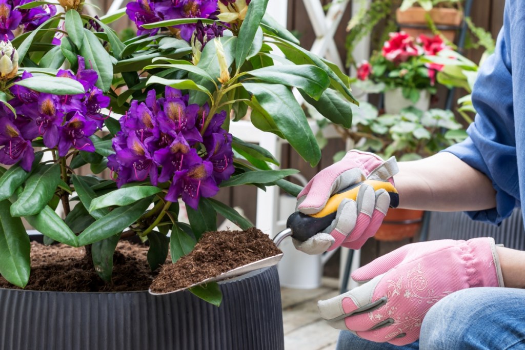 How to Grow Rhododendron in Your Home Landscape