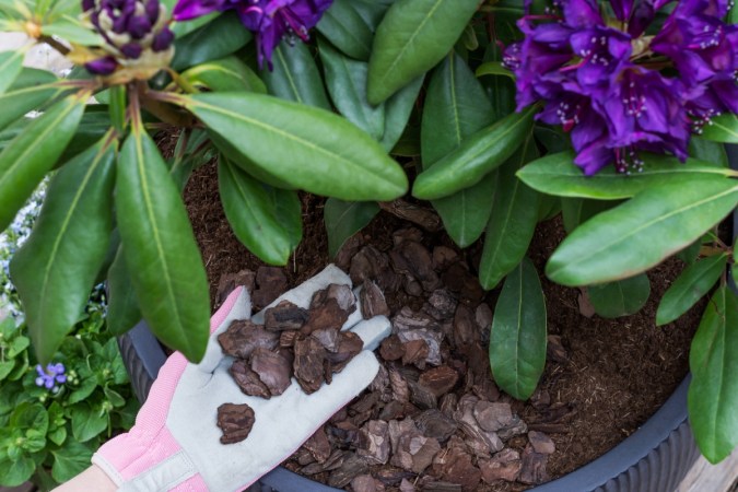 How to Grow Rhododendron in Your Home Landscape