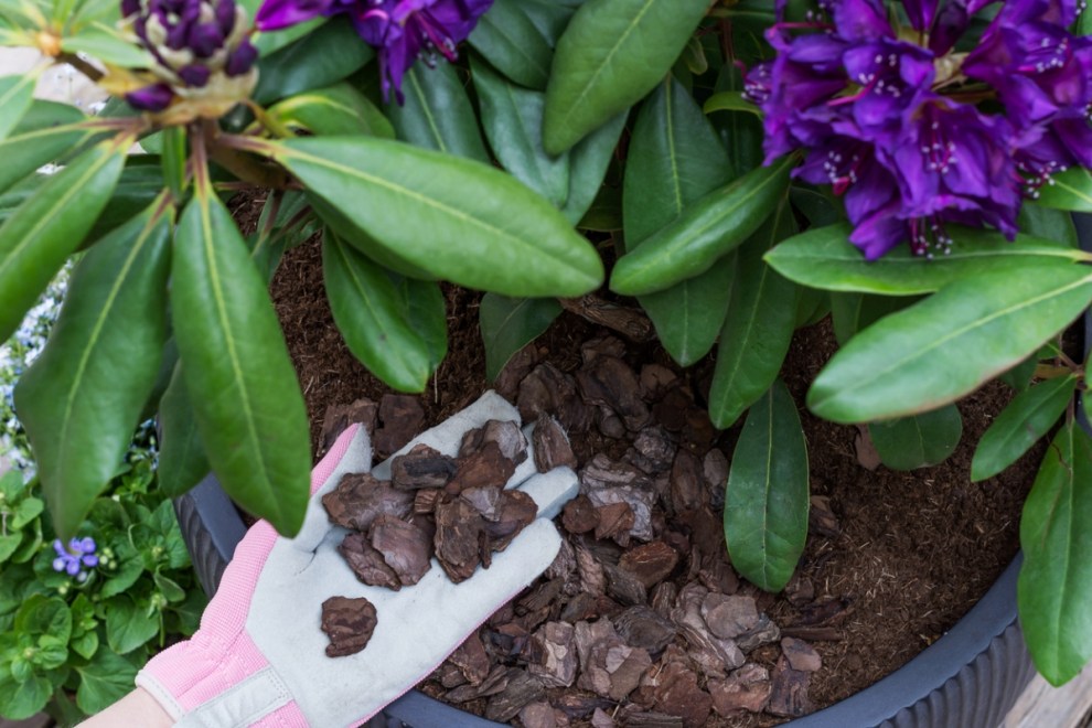 How to Grow Rhododendron in Your Home Landscape