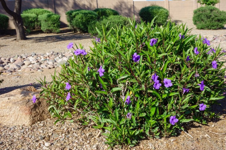 Xeriscape Landscaping 101: How to Do It—No Matter Where You Live