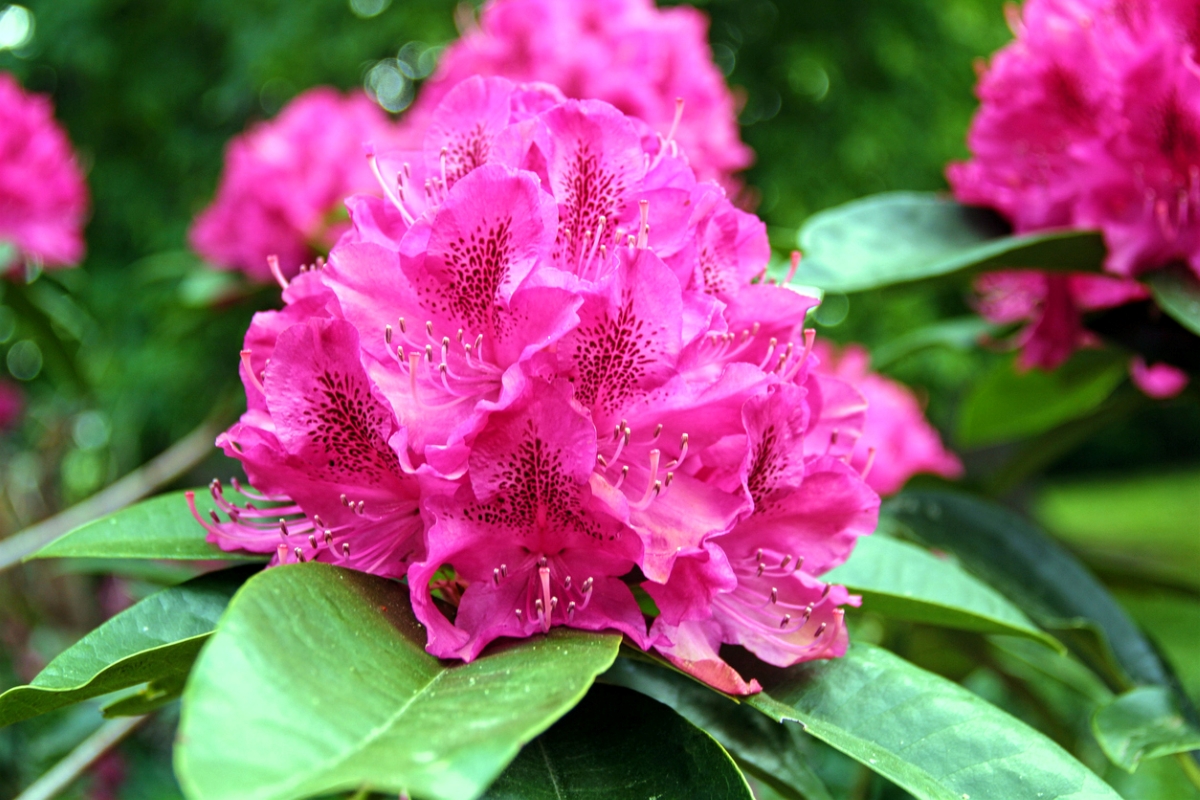 How to Grow Rhododendron in Your Home Landscape