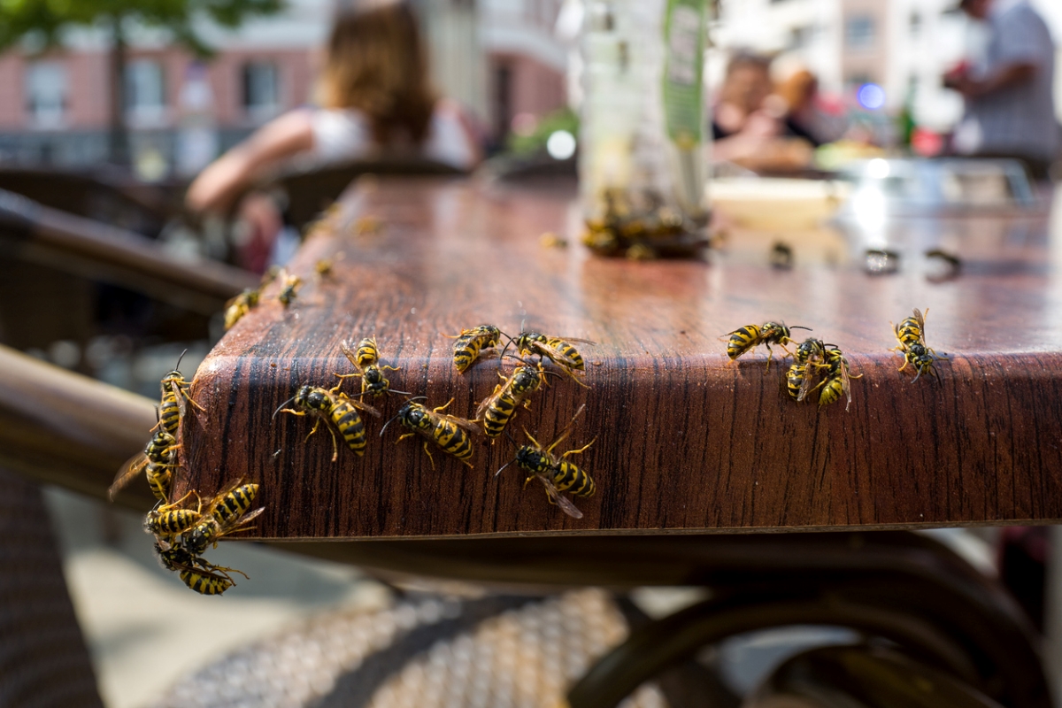 How to Get Rid of Wasps With Vinegar