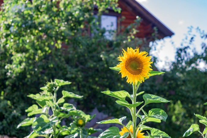 How to Grow Sunflowers (and Harvest Their Seeds)