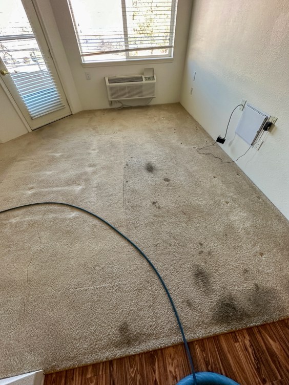 How to Get Mold Out of Carpet in the Home