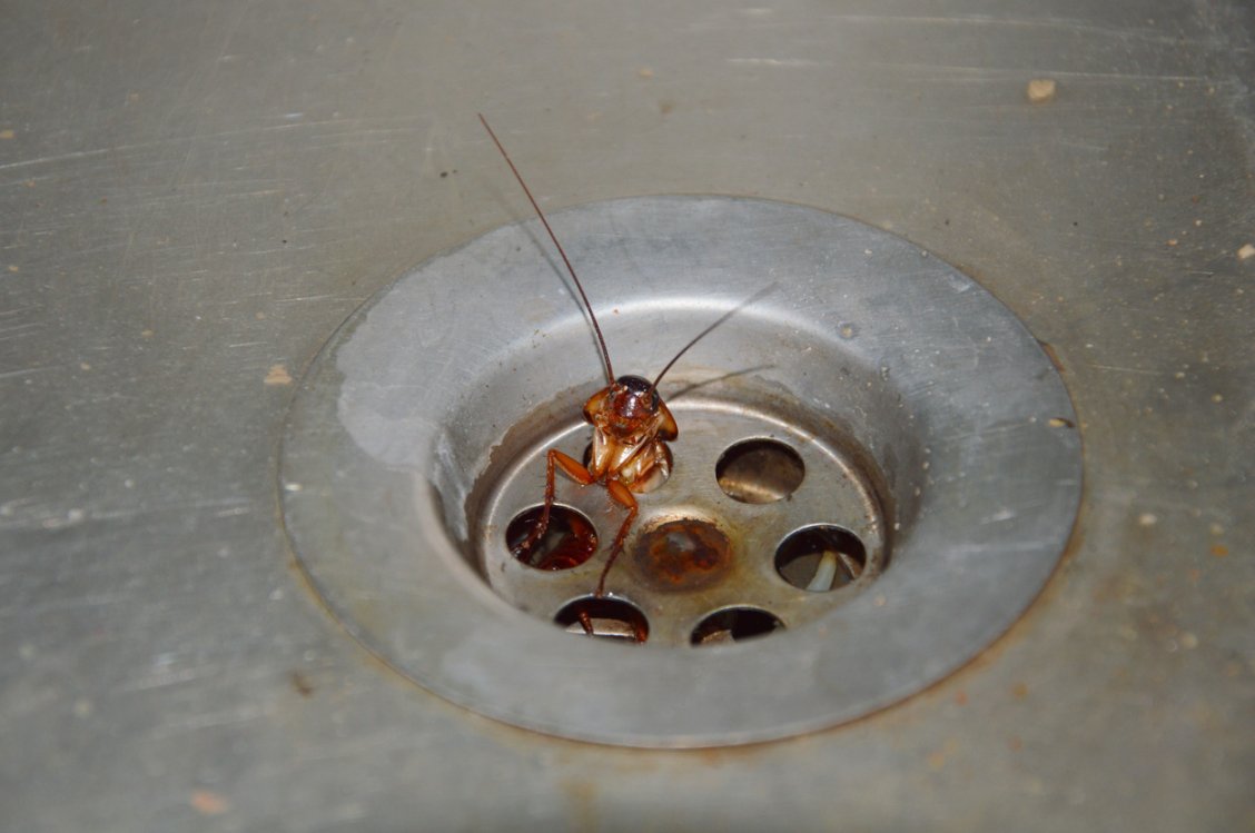 Wondering What to Pour Down the Drain to Kill Roaches? You'll Want to ...