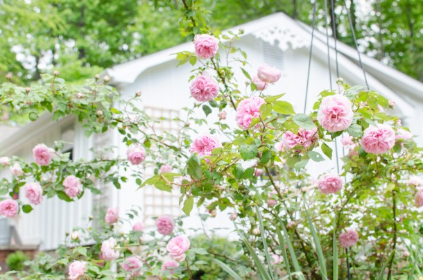 The 12 Best Climbing Roses for Your Garden Trellis or Pergola - Bob Vila