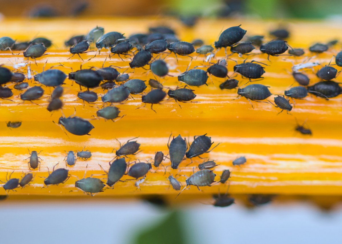 What Are These Tiny Black Bugs That Look Like Poppy Seeds?