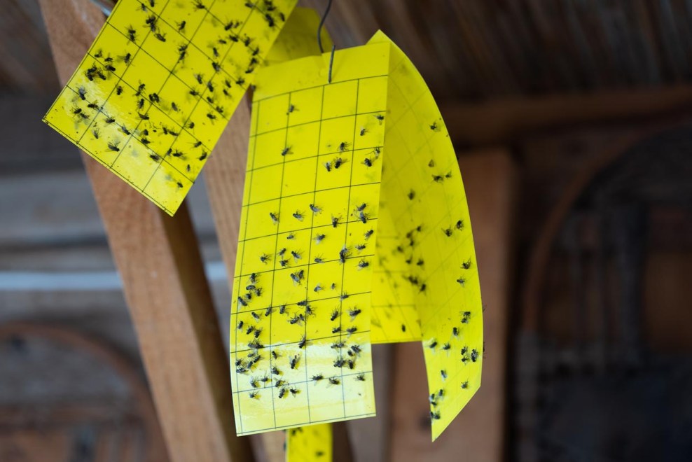How to Get Rid of Phorid Flies in 7 Steps—Even If You've Tried Everything