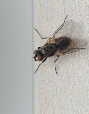 How to Get Rid of Phorid Flies in 7 Steps—Even If You've Tried Everything