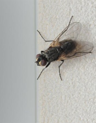 How to Get Rid of Phorid Flies in 7 Steps—Even If You've Tried Everything