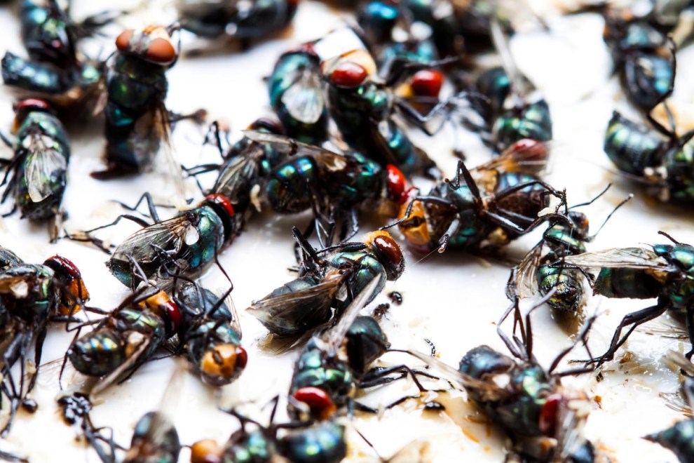 How to Get Rid of Phorid Flies in 7 Steps—Even If You've Tried Everything
