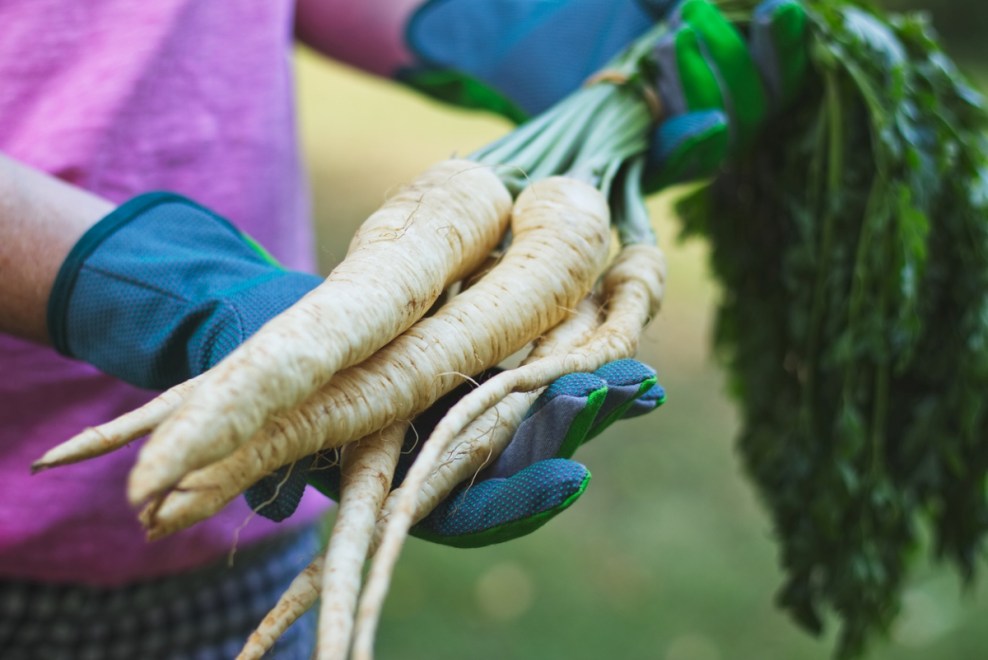 How to Grow Parsnips in Your Home Garden