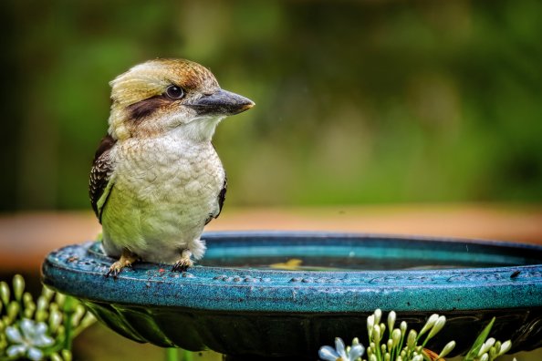 How to Get a Bird Out of Your House Without Harming It