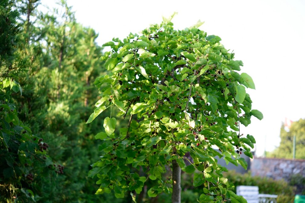 Why Are Mulberry Trees Illegal in Some Cities? An Arborist Explains