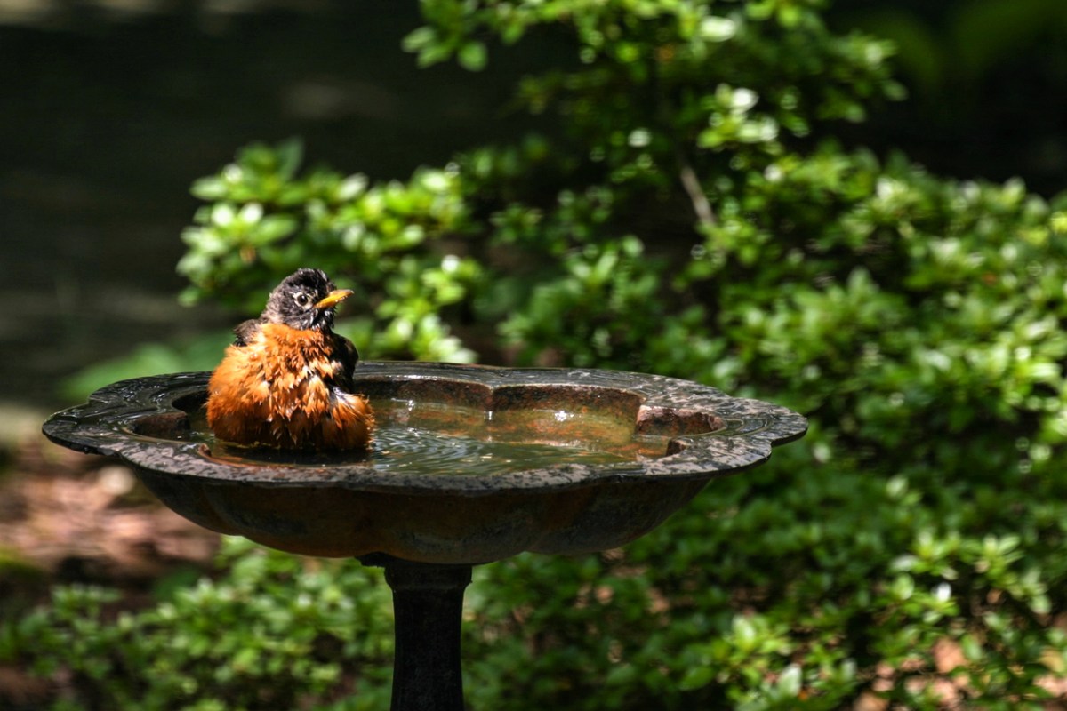 Are You Putting Your Bird Bath in the Wrong Place? - Bob Vila