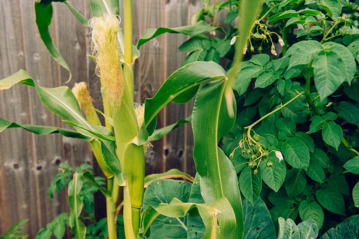 What to Plant in June: 19 Fruits, Flowers, Vegetables, and Herbs
