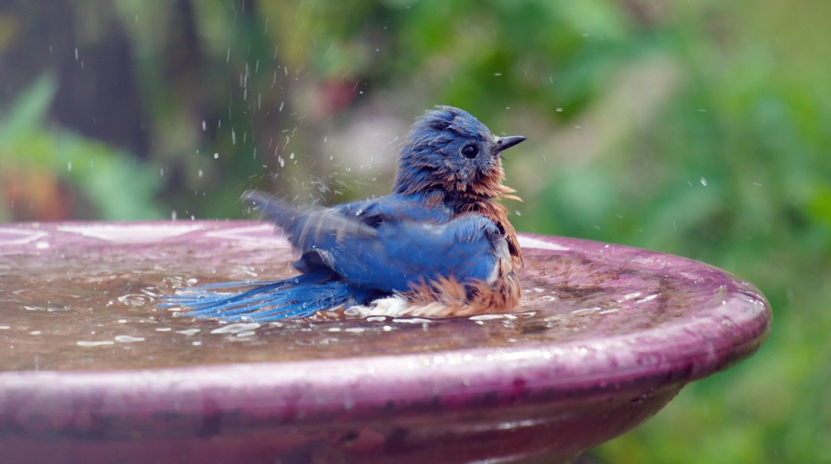 Are You Putting Your Bird Bath in the Wrong Place? - Bob Vila