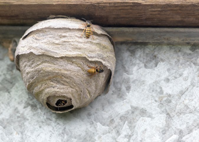 Children’s Play Equipment and 9 Other Places for Wasps Nests