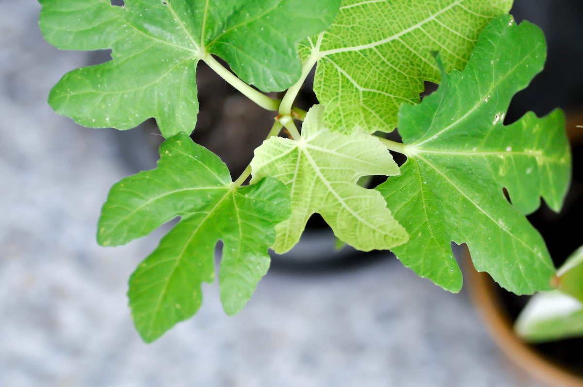 How to Grow a Fig Tree Outdoors