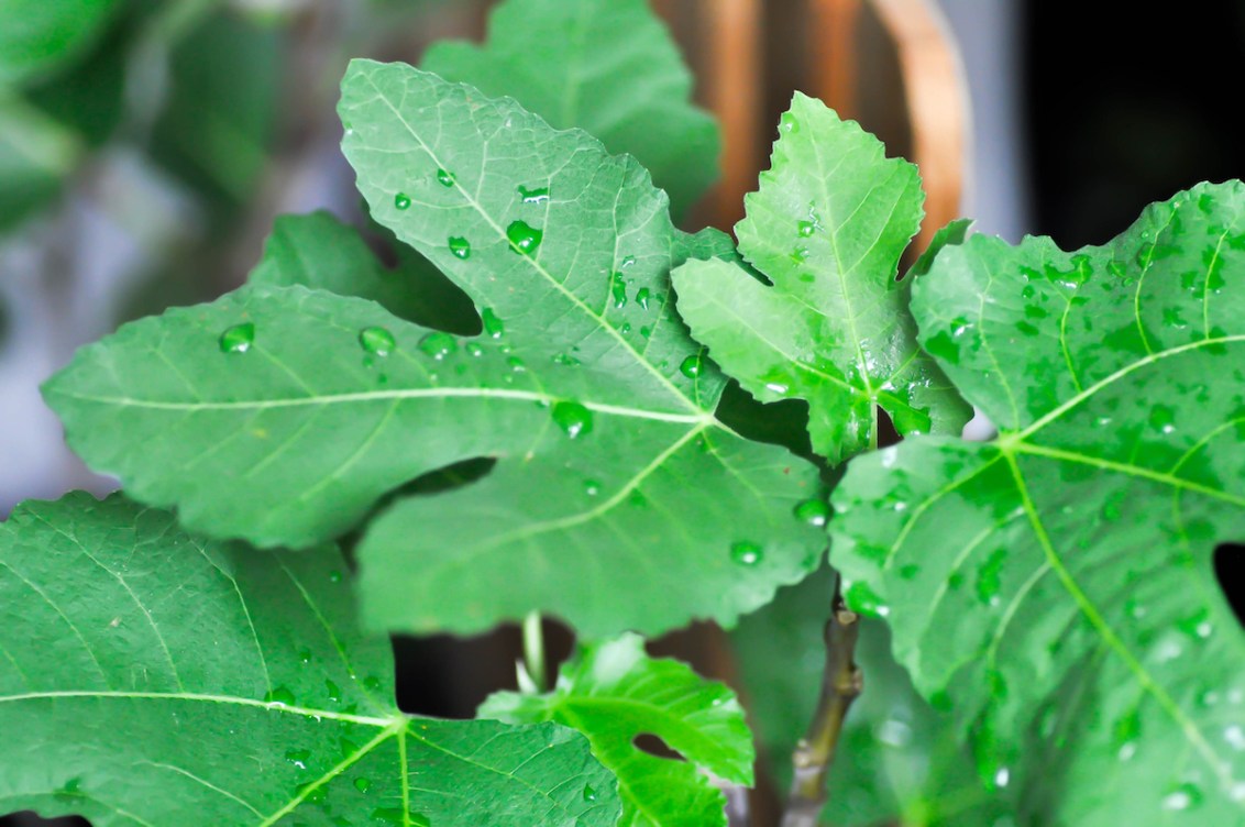 How to Grow a Fig Tree Outdoors