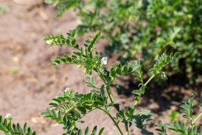 How to Grow Chickpeas at Home