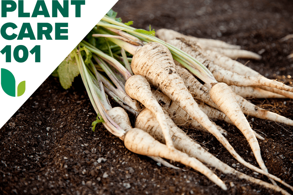 How to Grow Parsnips in Your Home Garden