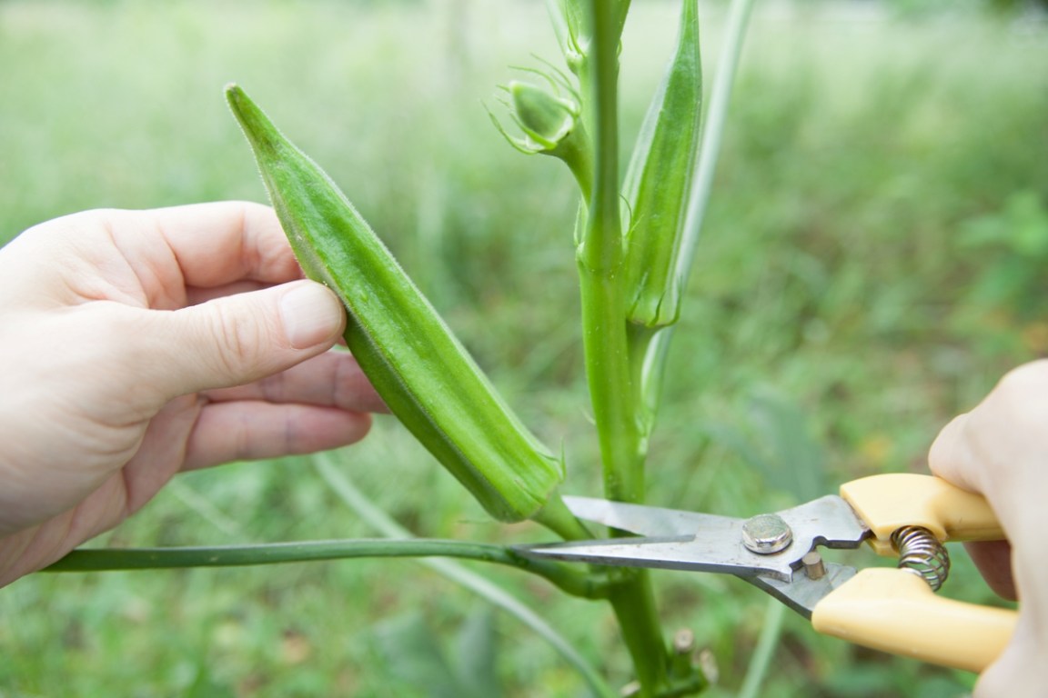How to Grow Okra in Your Home Garden