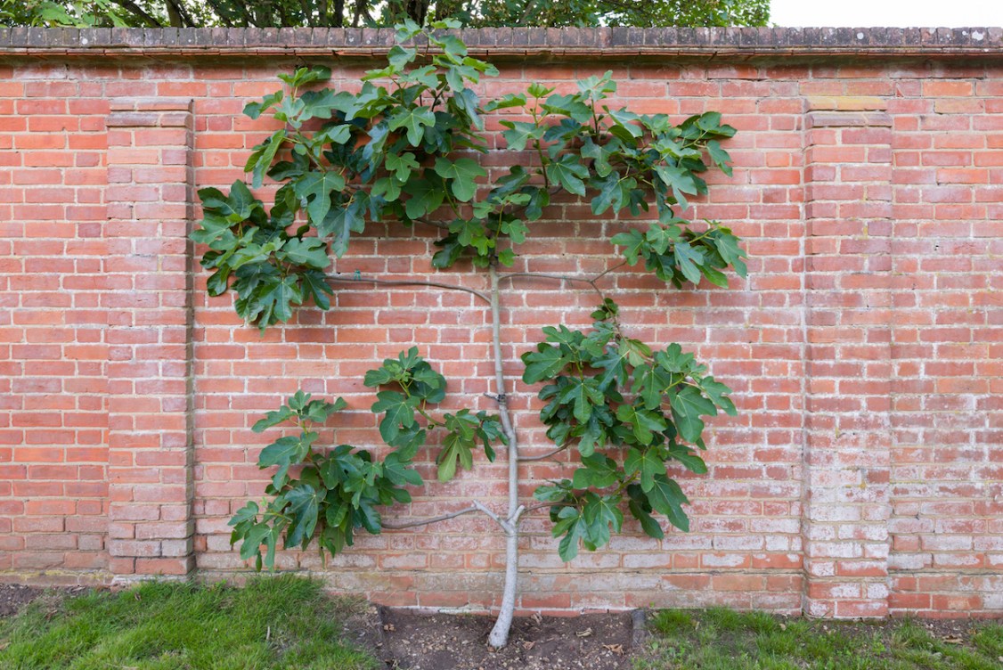 How to Grow a Fig Tree Outdoors
