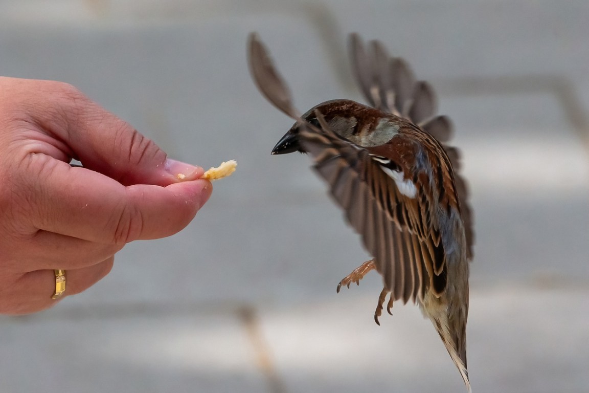 Do Birds Really Like Cheese?
