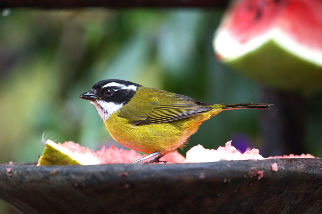 Do Birds Really Like Cheese?