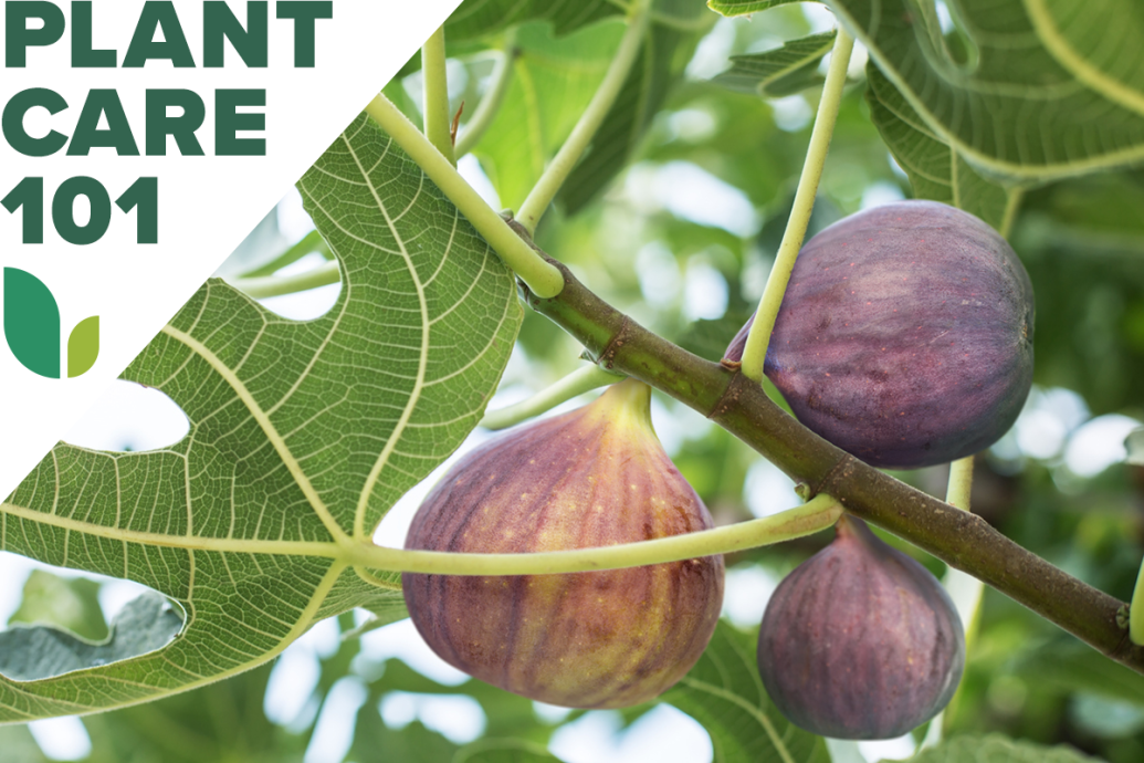 How to Grow a Fig Tree Outdoors