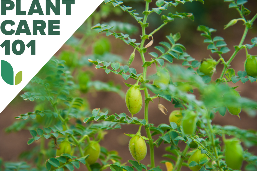 How to Grow Chickpeas at Home