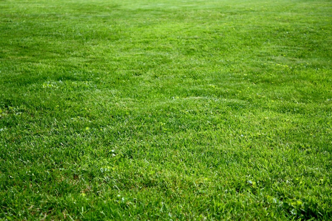 The Best Drought-Resistant Grass for Dry Summers