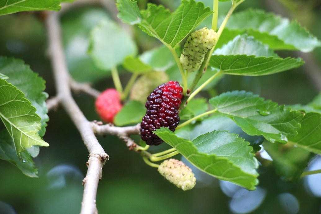 Why Are Mulberry Trees Illegal in Some Cities? An Arborist Explains