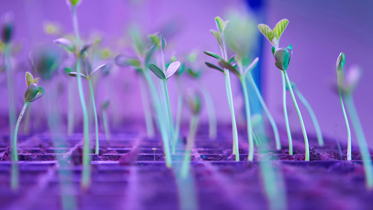 Starting Seeds Indoors: Planting, Cultivating, and Transplanting