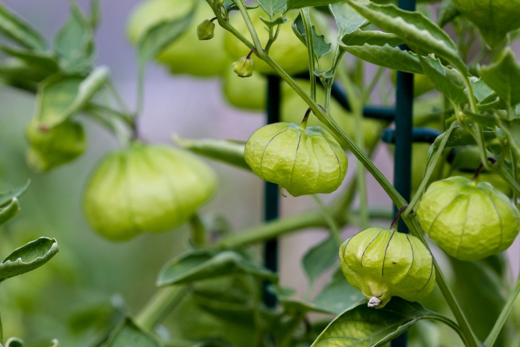 How to Grow Tomatillos (Hint: You'll Need at Least 2 Plants)