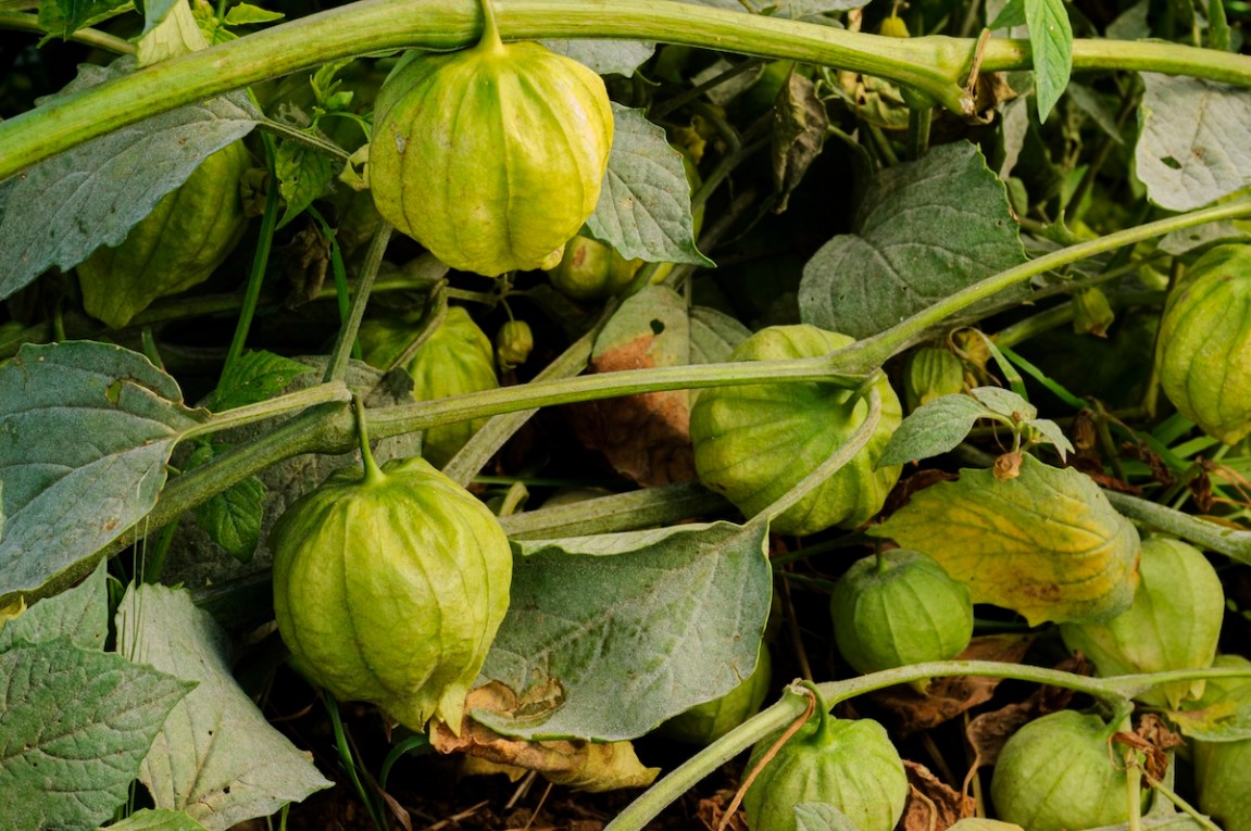How to Grow Tomatillos (Hint: You'll Need at Least 2 Plants)