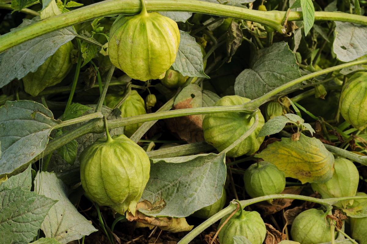 How to Grow Tomatillos (Hint: You'll Need at Least 2 Plants)
