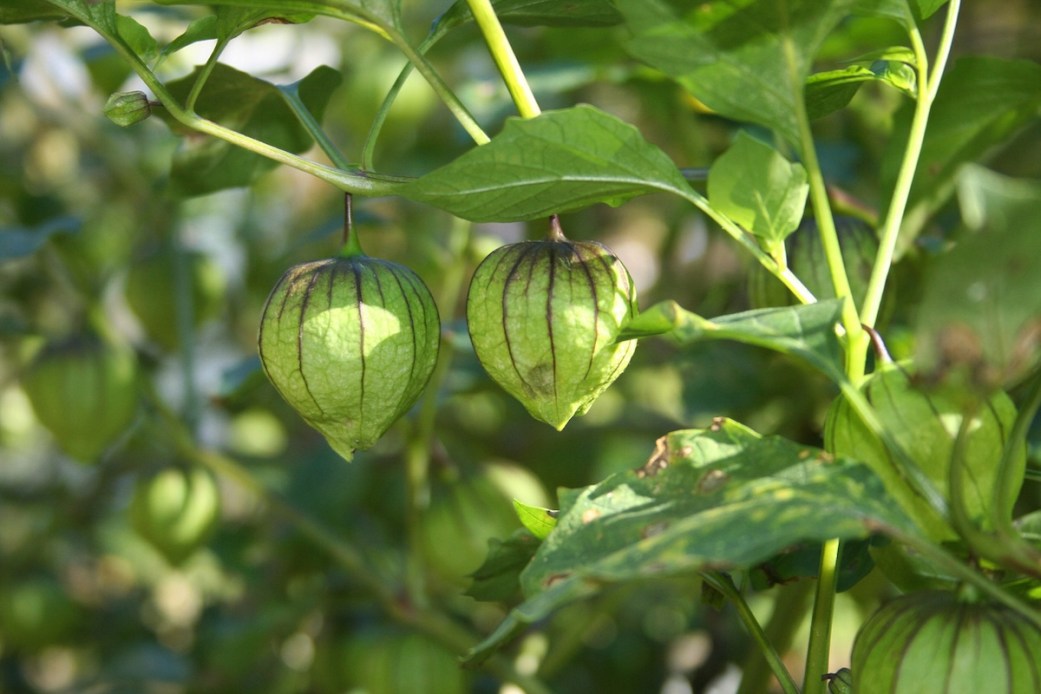 How to Grow Tomatillos (Hint: You'll Need at Least 2 Plants)