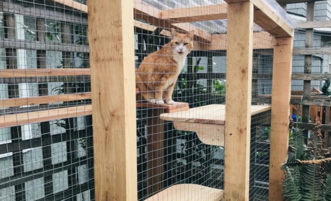10 Catio Plans That Are Purrfect for Indoor Cats