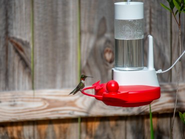 The Best Bird Feeder Cameras, Tested and Reviewed
