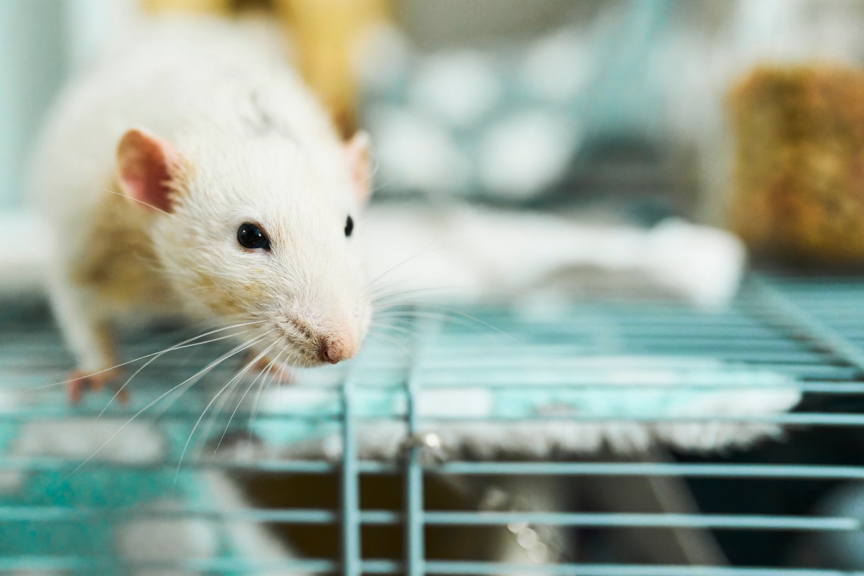 Everything You Should Pick Up at First Signs of a Mouse Problem