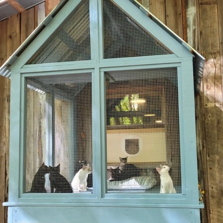 10 Catio Plans That Are Purrfect for Indoor Cats