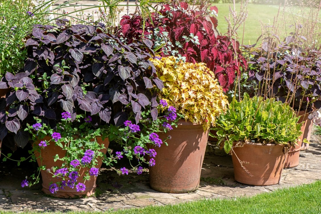 Can You Plant Perennials in Pots? Yes, But Read This First
