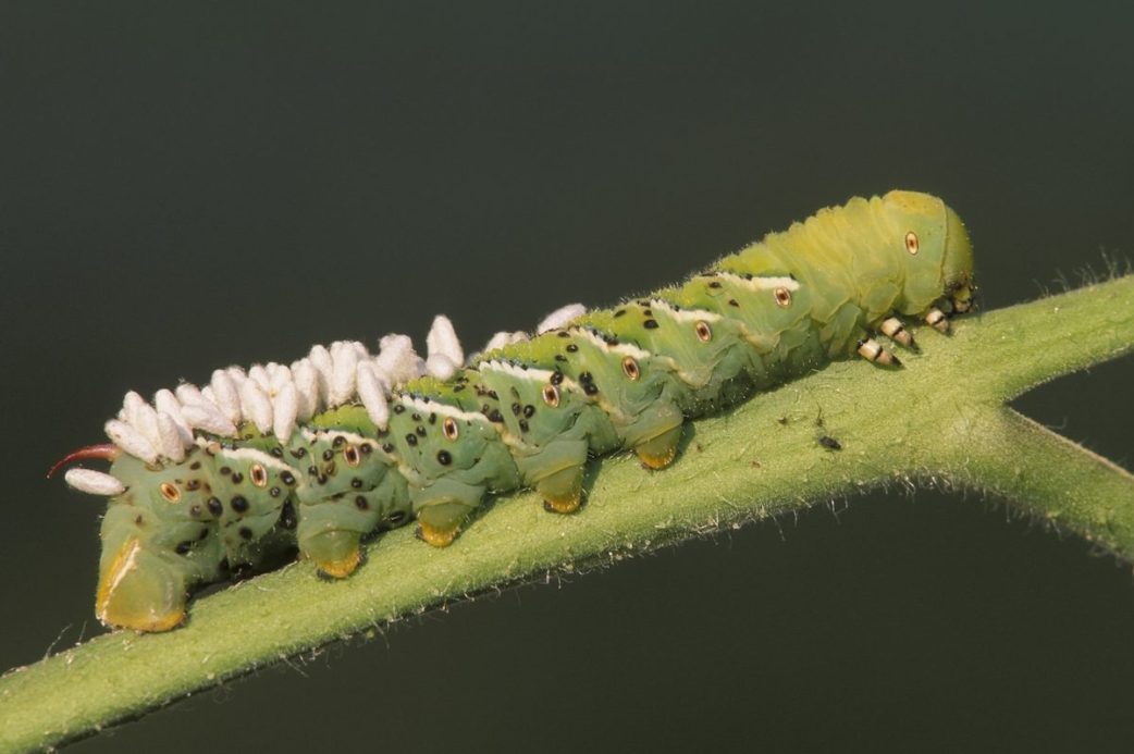 How to Get Rid of Tomato Hornworms Naturally - Bob Vila