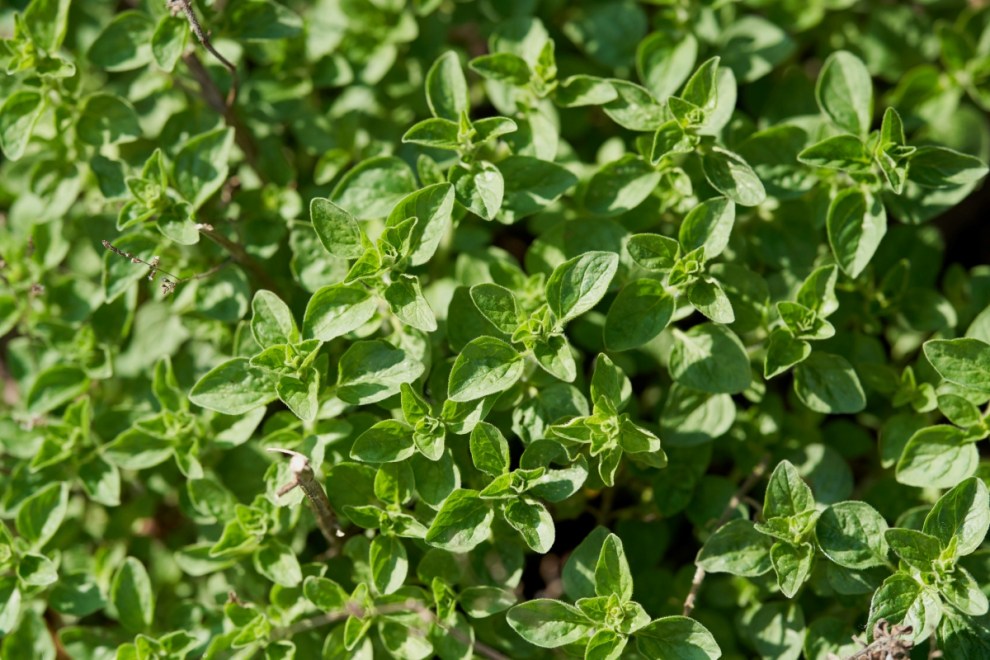 8 Edible Ground Covers for Foodscape Gardens