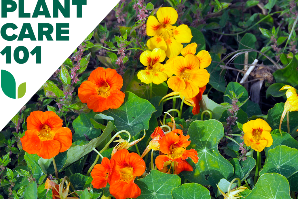 How to Grow Nasturtium, a Favorite Plant for Gardeners Everywhere