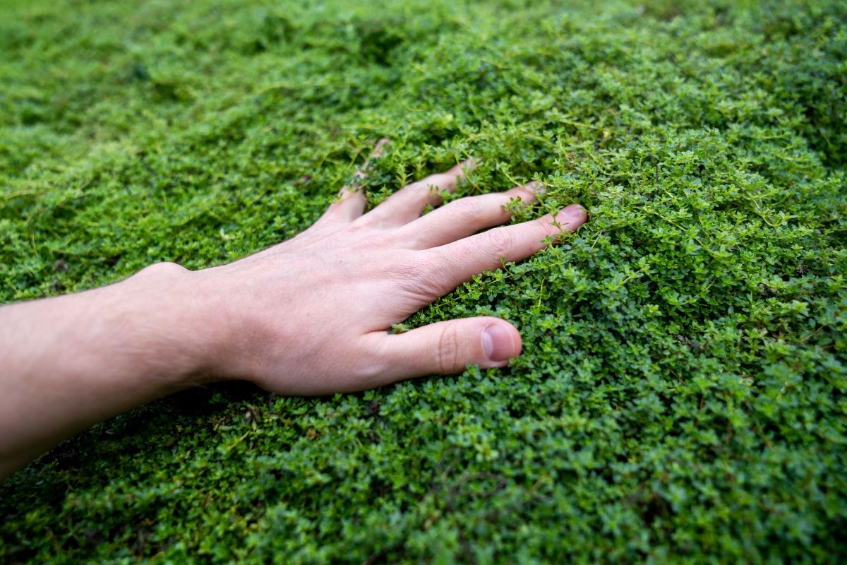 8 Edible Ground Covers for Foodscape Gardens