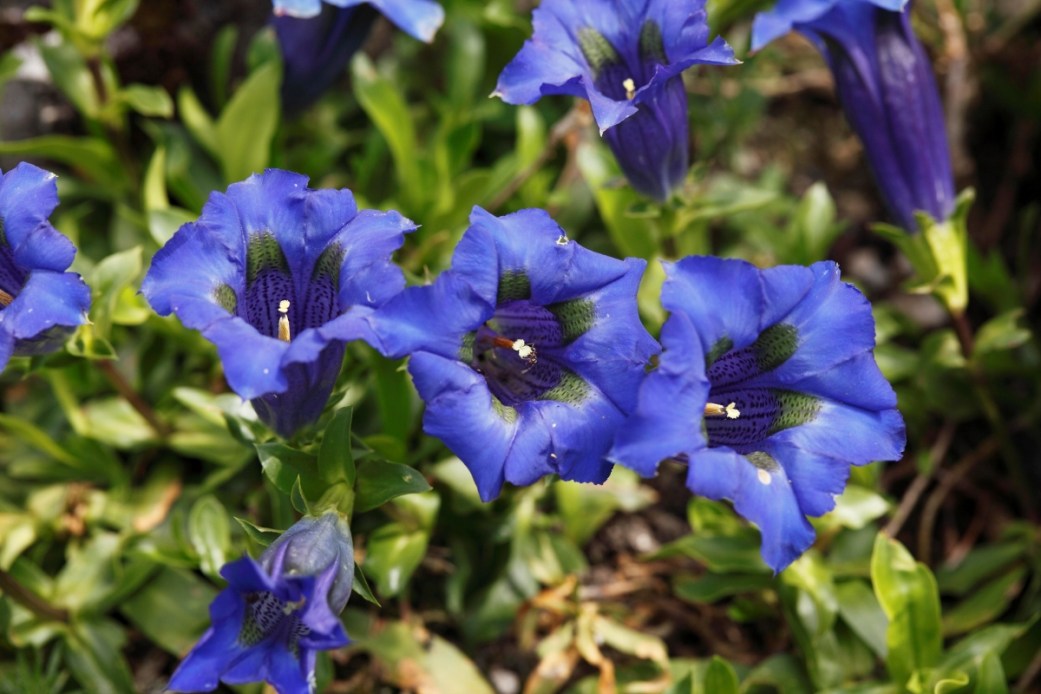 11 Acid-Loving Plants That Can Thrive Where Others Die